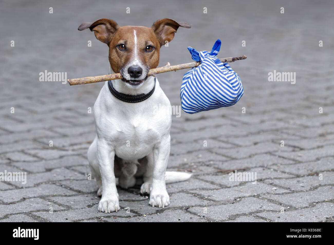 Homeless Dog High Resolution Stock Photography and Images - Alamy