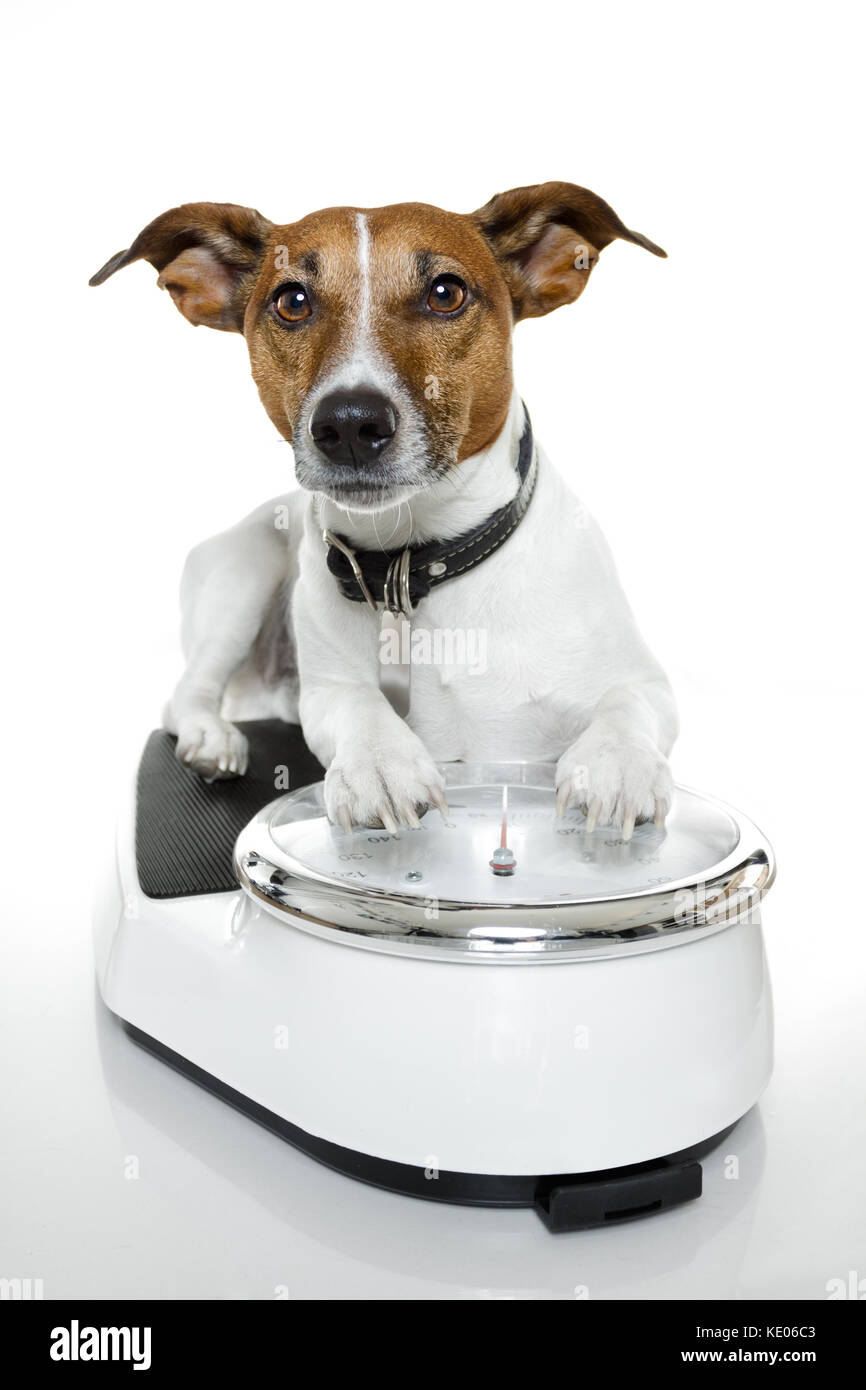 Fat dog scale hi-res stock photography and images - Alamy