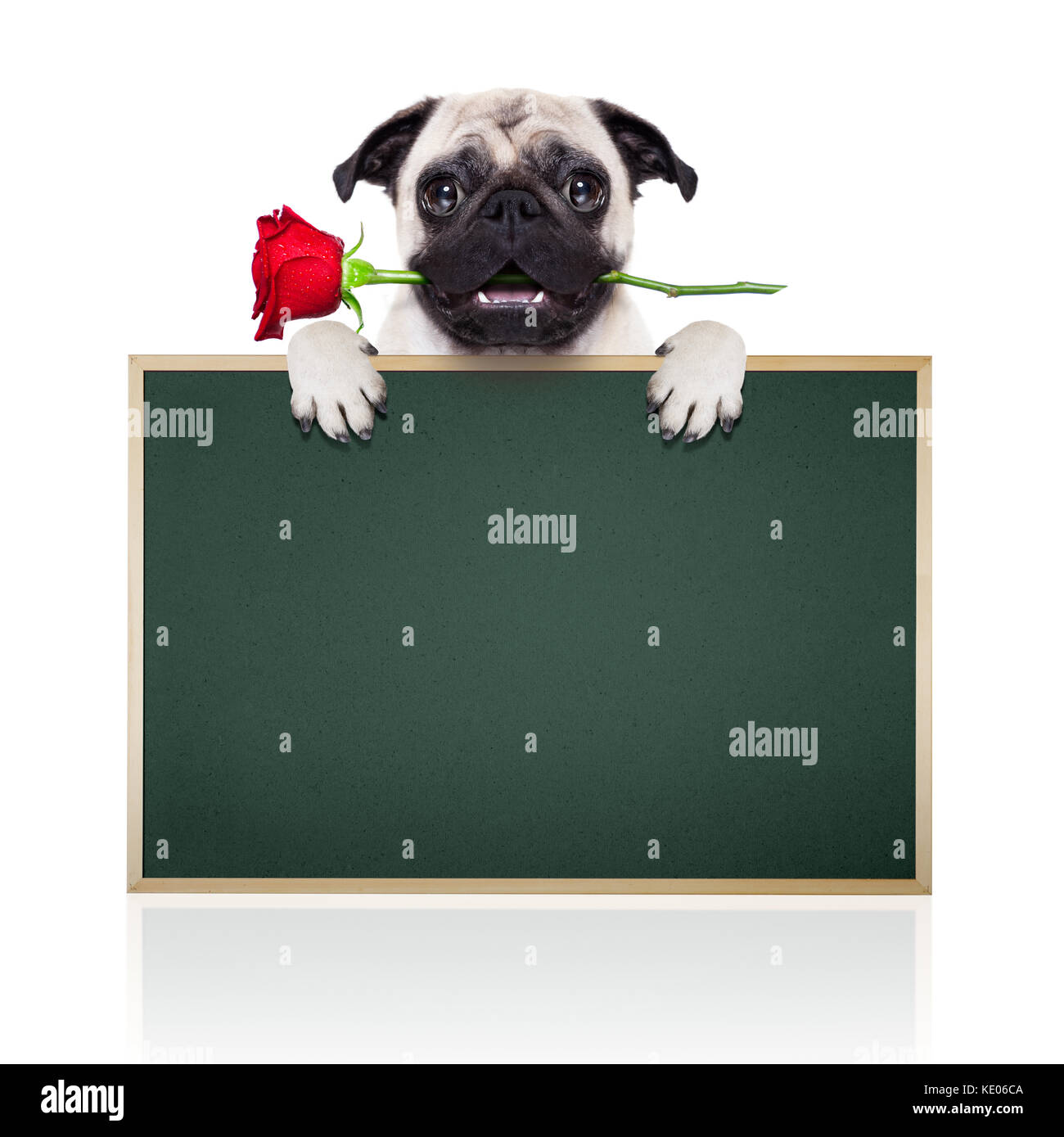 valentines dog in love with you , with a red rose in mouth , isolated ...