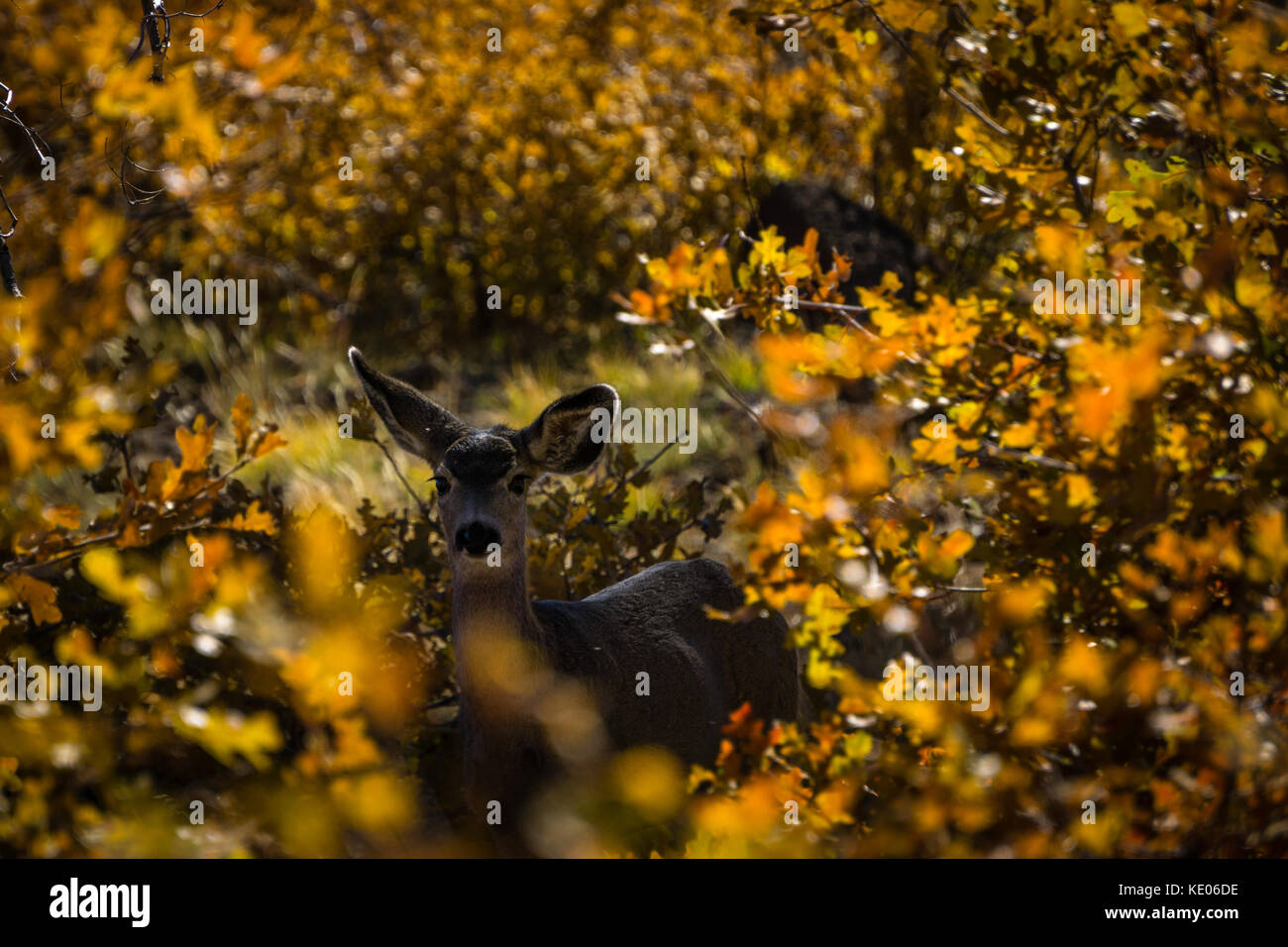 Lava point zion national park hi-res stock photography and images - Alamy