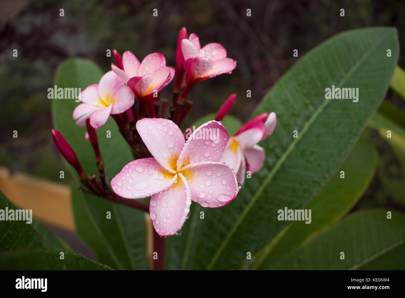 Rainbow Flowers With Raindrops