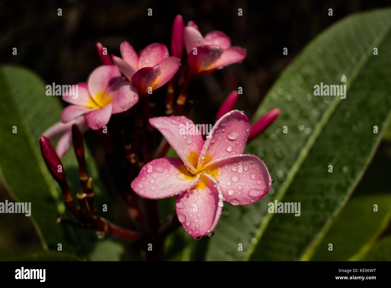 Rainbow Flowers With Raindrops