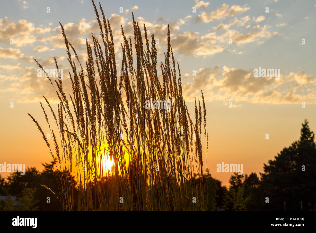 Grass seed head against sunset sky in the background Stock Photo - Alamy