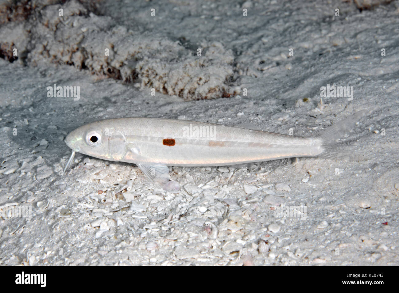 Yellowstriped Goatfish, Mulloidichthys flavolineatus Stock Photo - Alamy