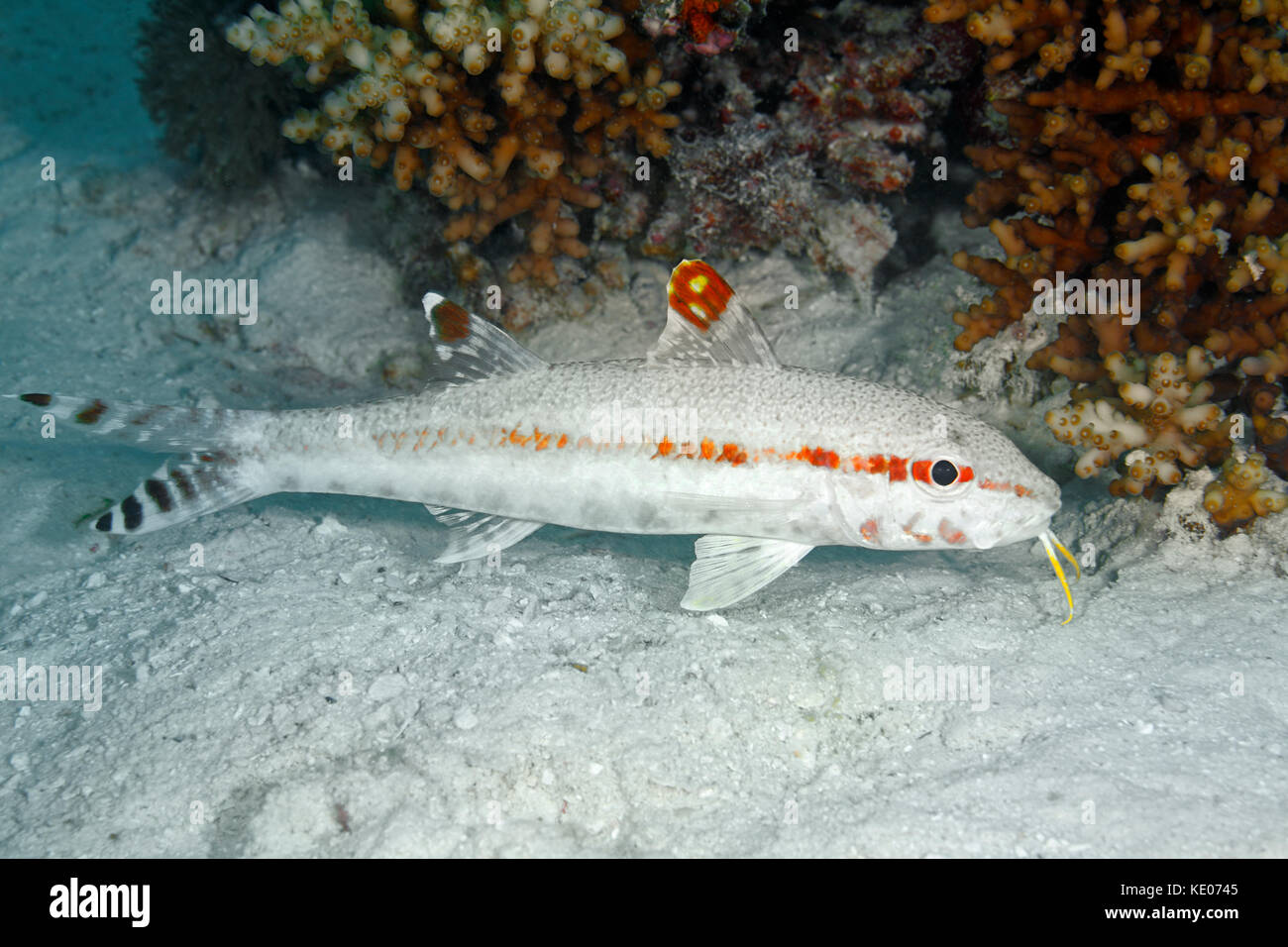 Bartail goatfish hi-res stock photography and images - Alamy