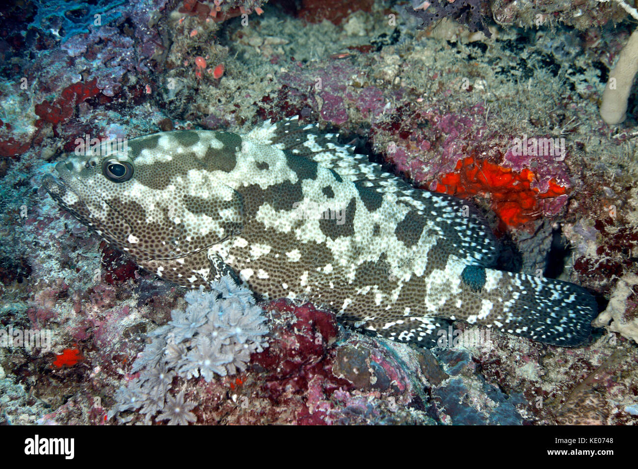 Camouflage Grouper or Cod, Epinephelus polyphekadion Stock Photo - Alamy