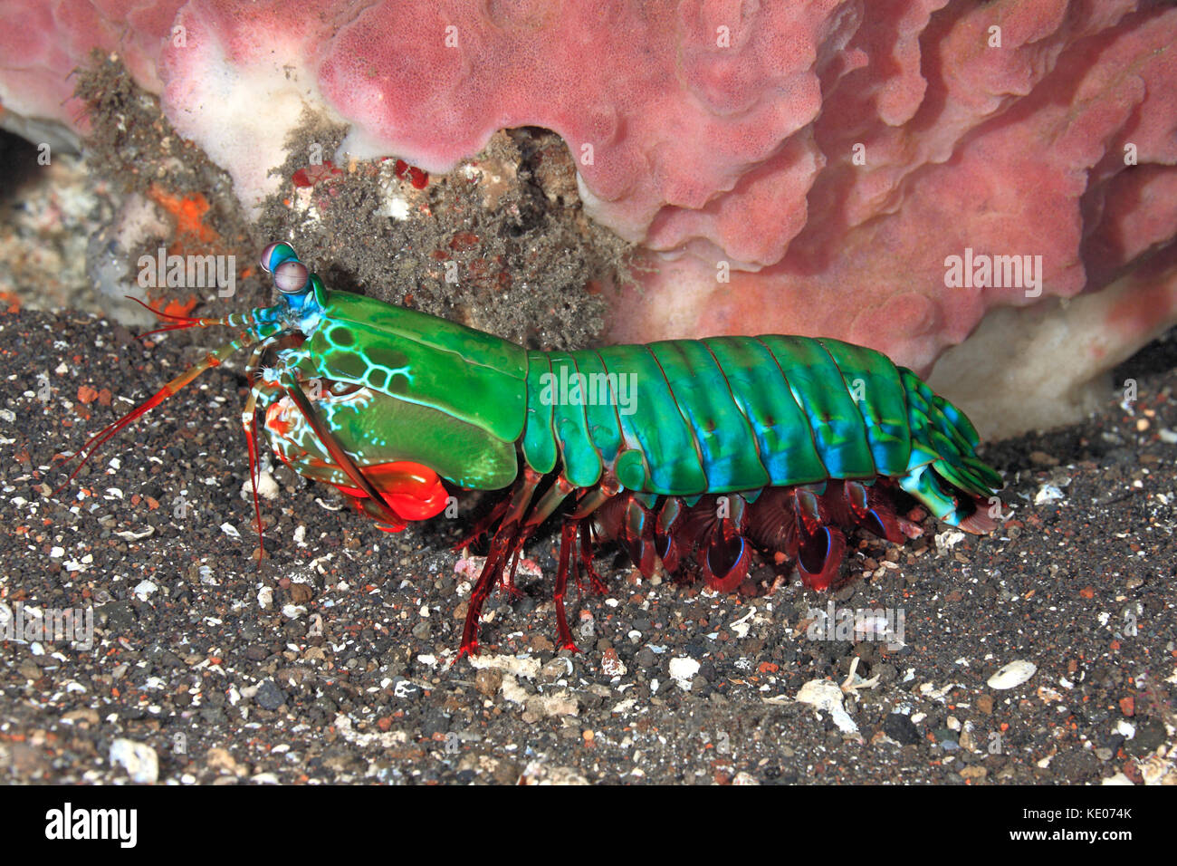 Peacock Mantis Shrimp, Odontodactylus scyllarus, also known as a ...