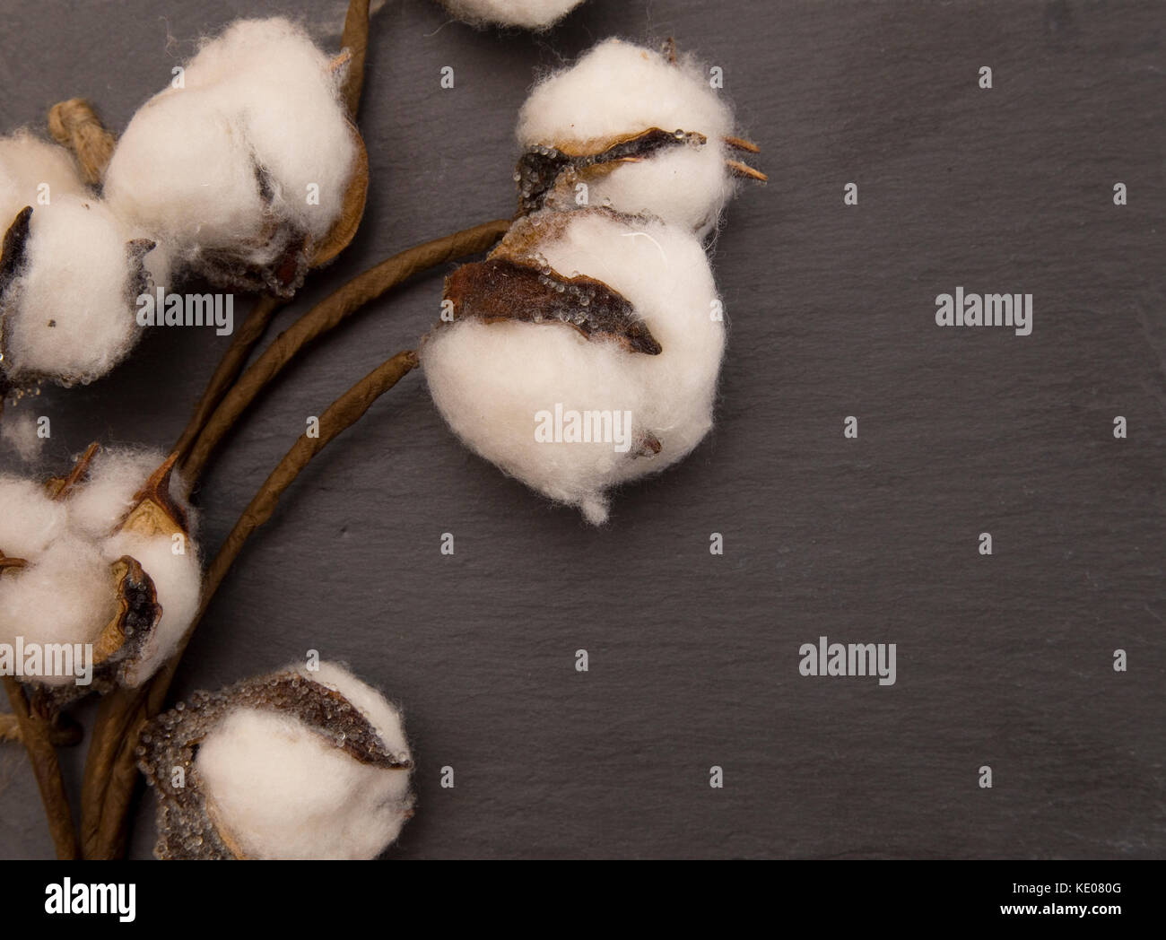 Stem of cottom hi-res stock photography and images - Alamy