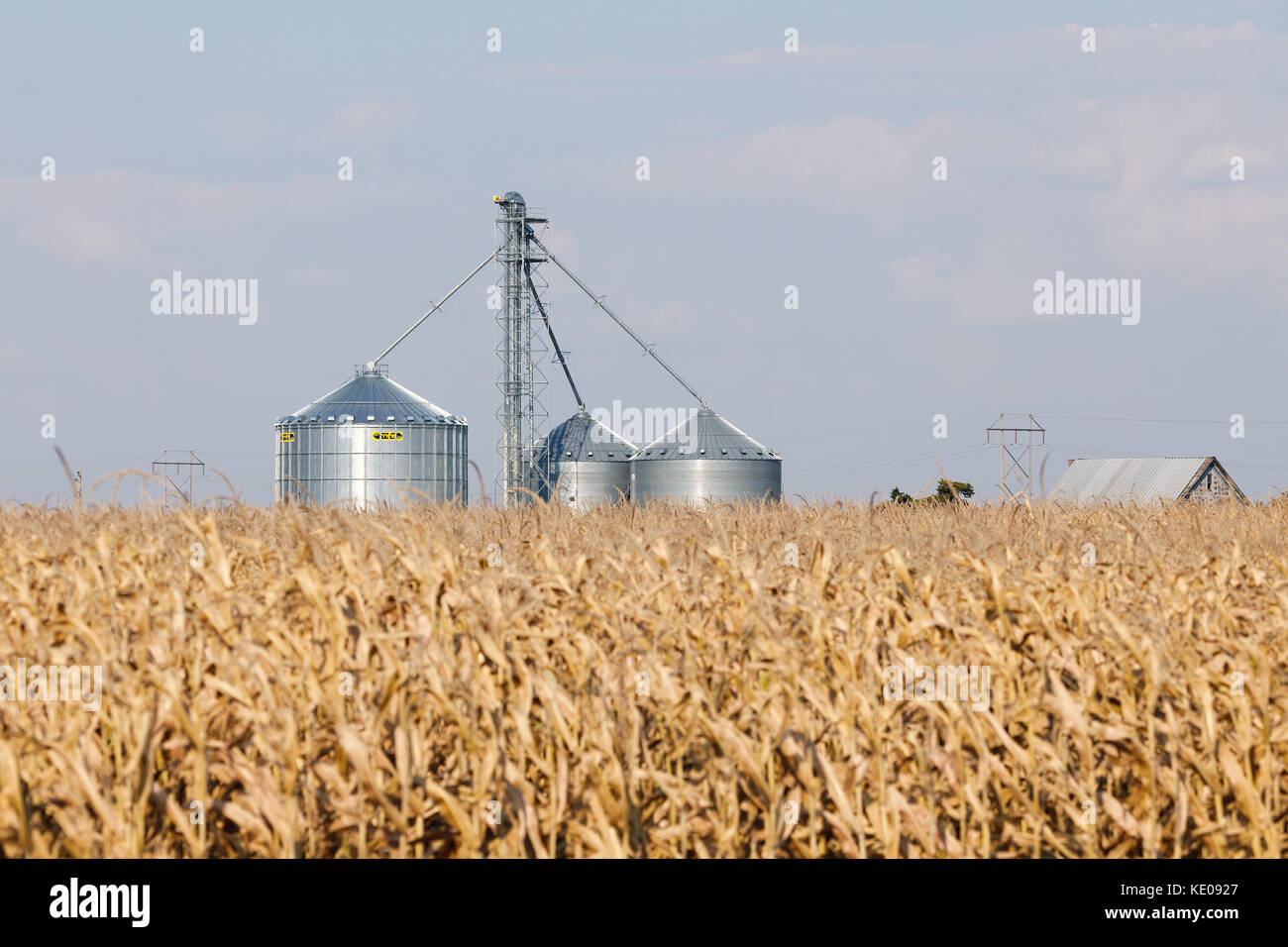 Danville, Iowa, USA. 23rd September, 2017. Corn and soybean crops wait ...