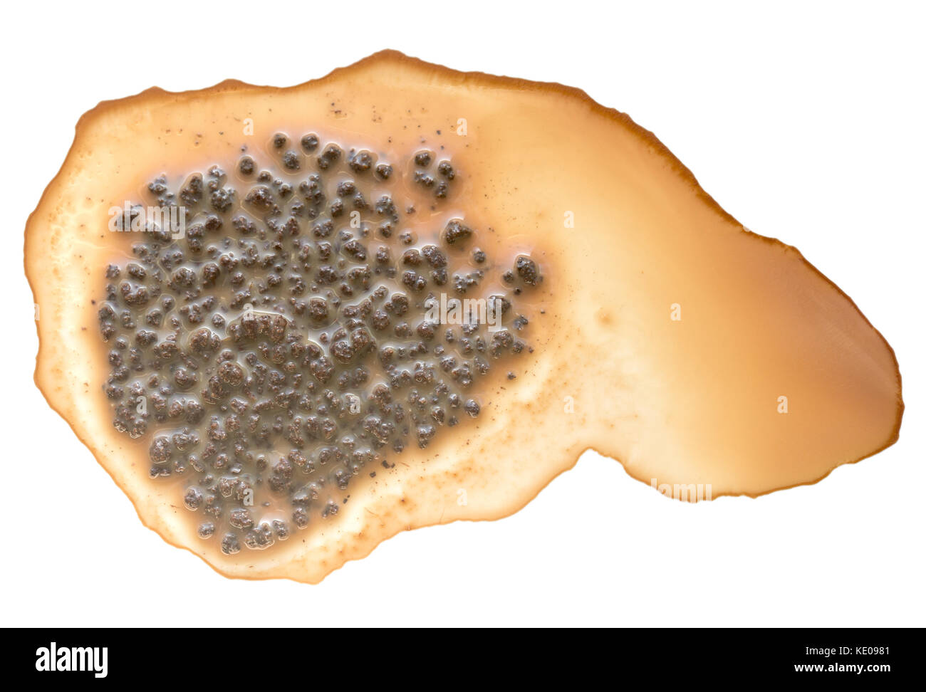 Tea stain hi-res stock photography and images - Alamy