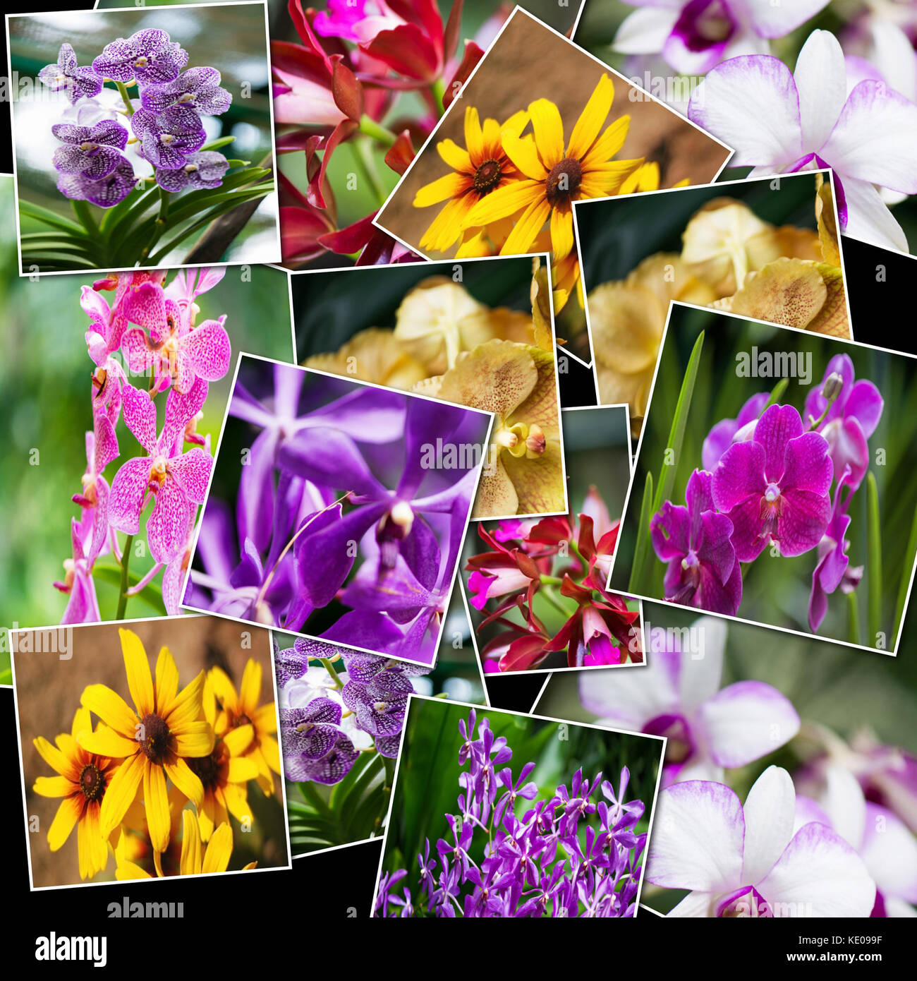 Collage of various flowers in nature concept Stock Photo - Alamy