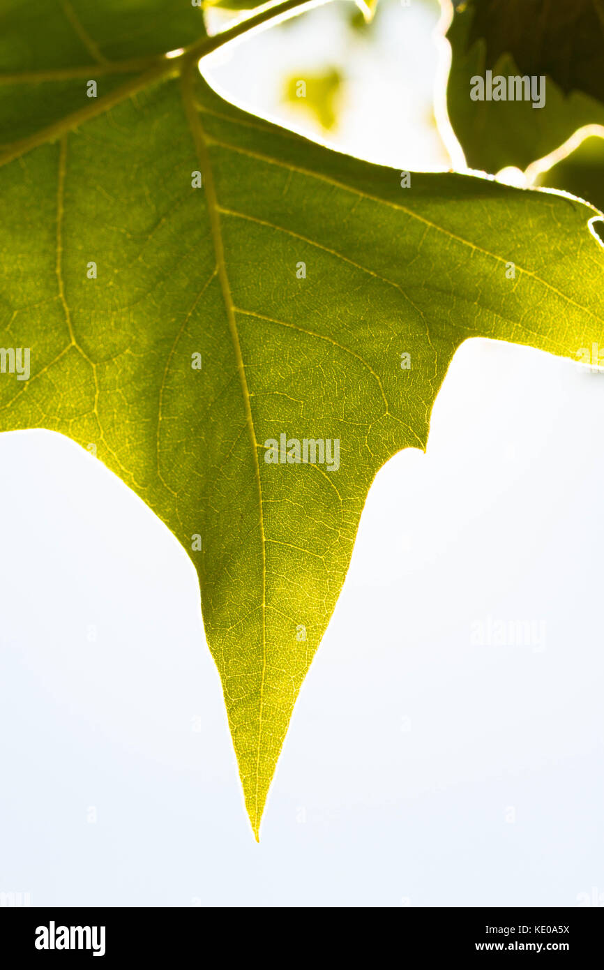 Details of plane tree leaves in backlight Stock Photo - Alamy