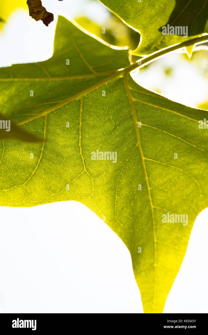 Details of plane tree leaves in backlight Stock Photo - Alamy