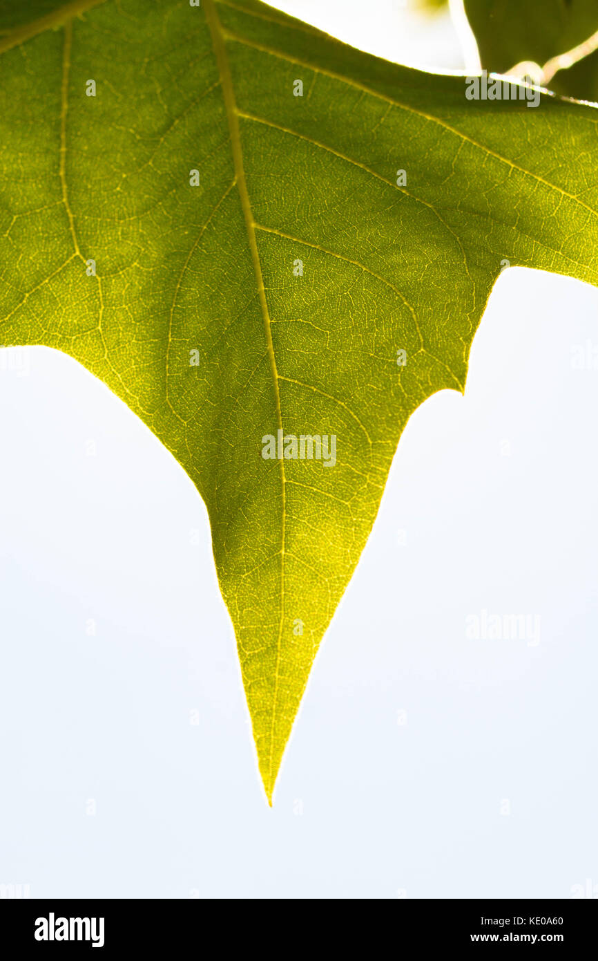 Details of plane tree leaves in backlight Stock Photo - Alamy