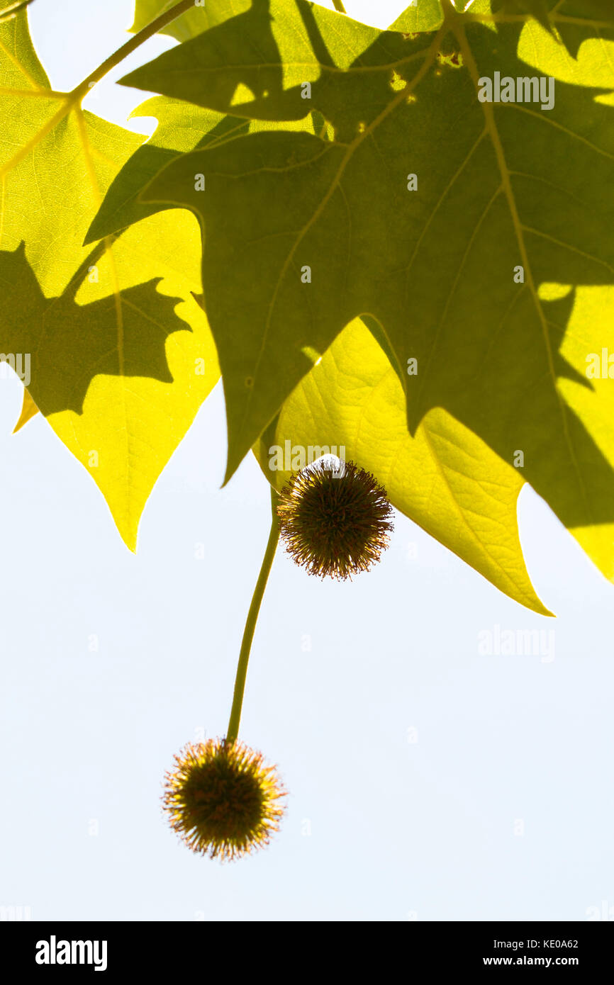 Details of plane tree leaves in backlight Stock Photo - Alamy