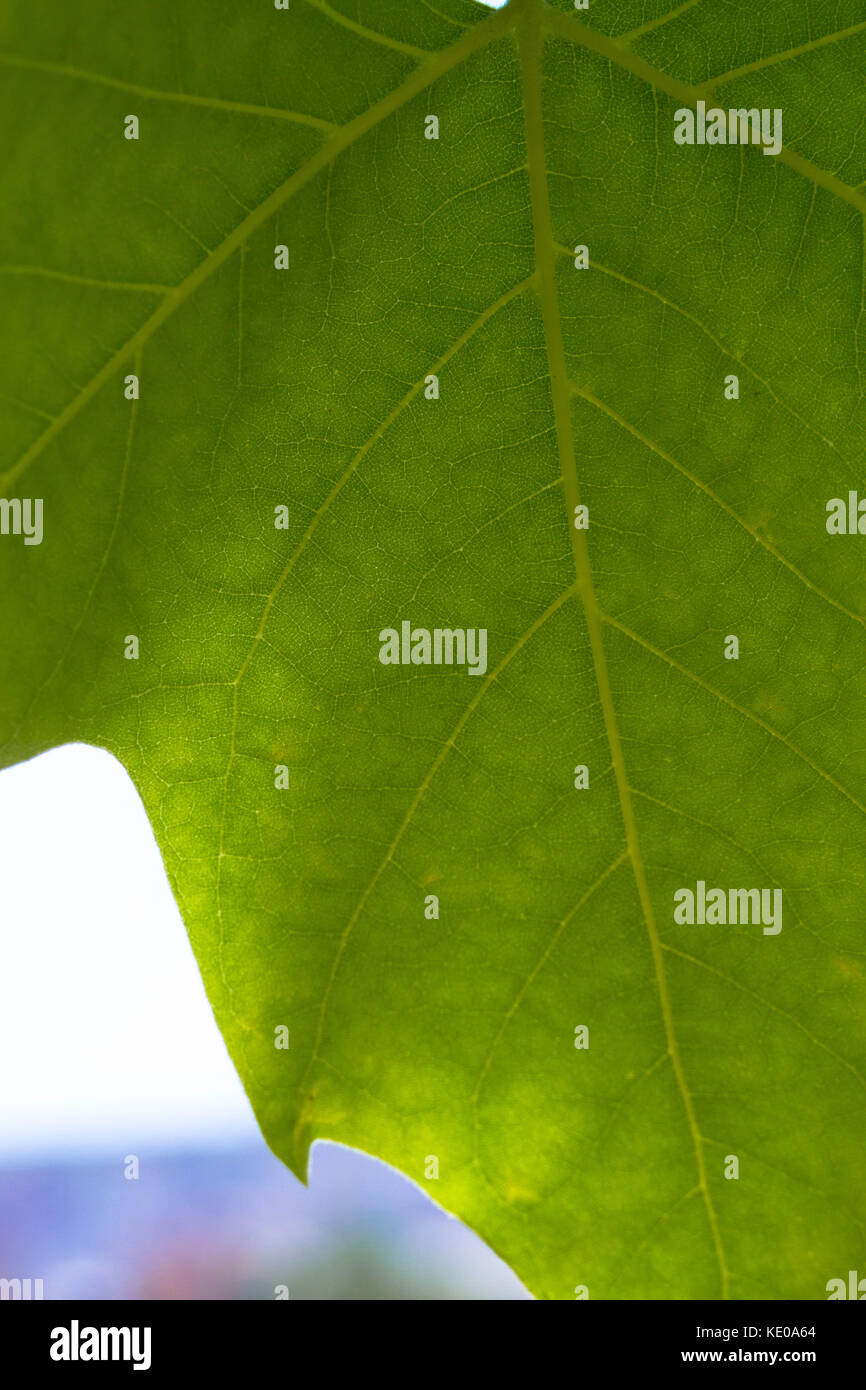 Details of plane tree leaves in backlight Stock Photo - Alamy