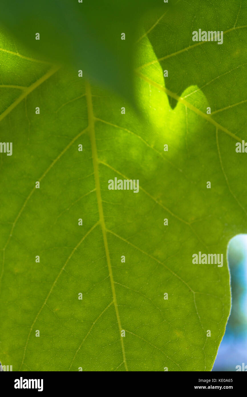 Details of plane tree leaves in backlight Stock Photo - Alamy