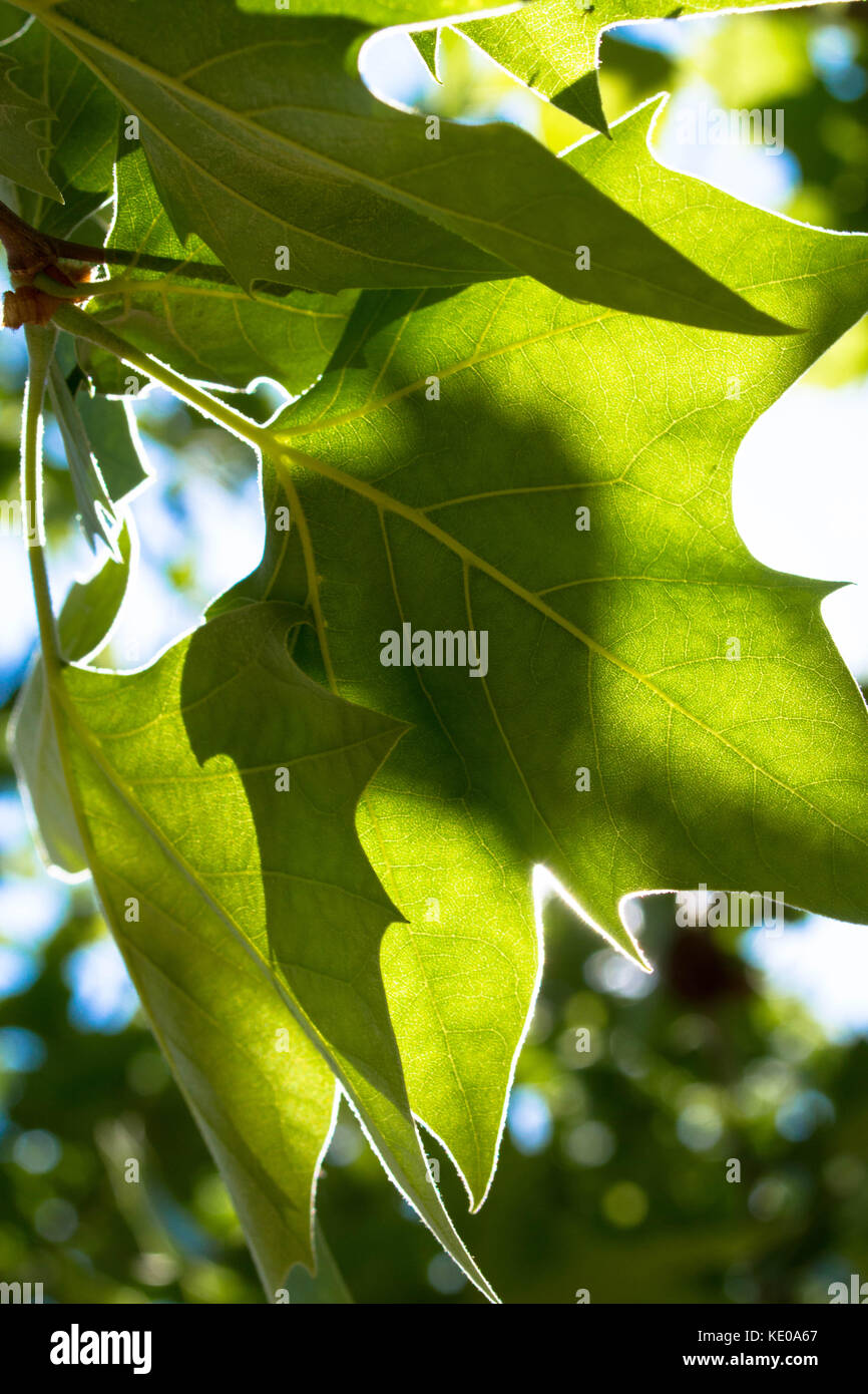 Details of plane tree leaves in backlight Stock Photo - Alamy