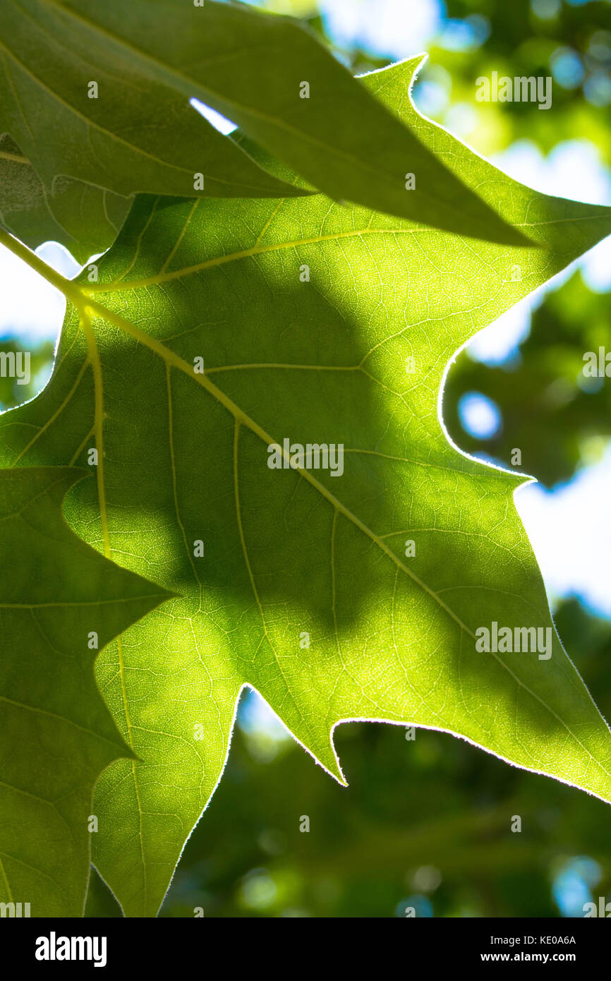 Details of plane tree leaves in backlight Stock Photo - Alamy