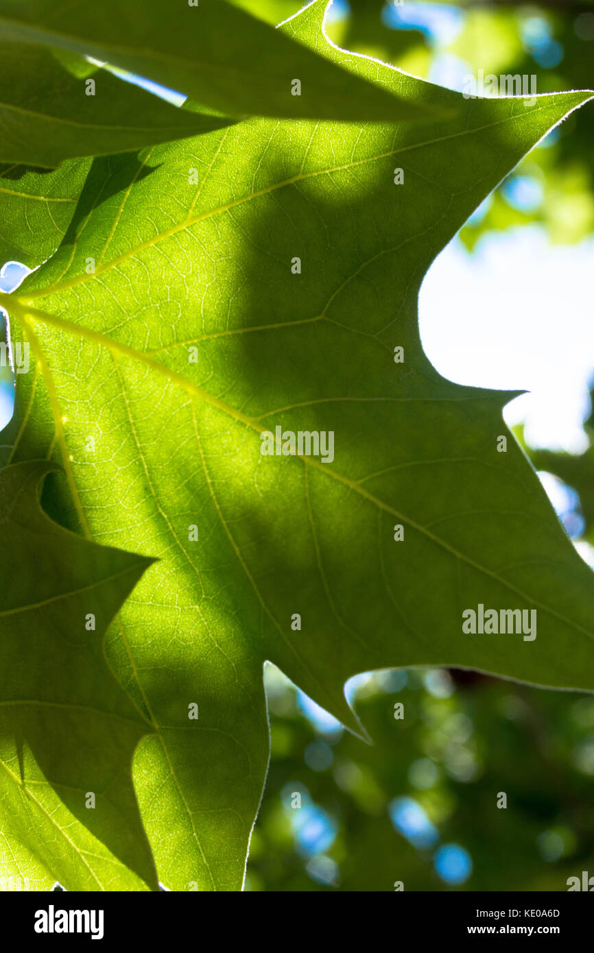 Details of plane tree leaves in backlight Stock Photo - Alamy