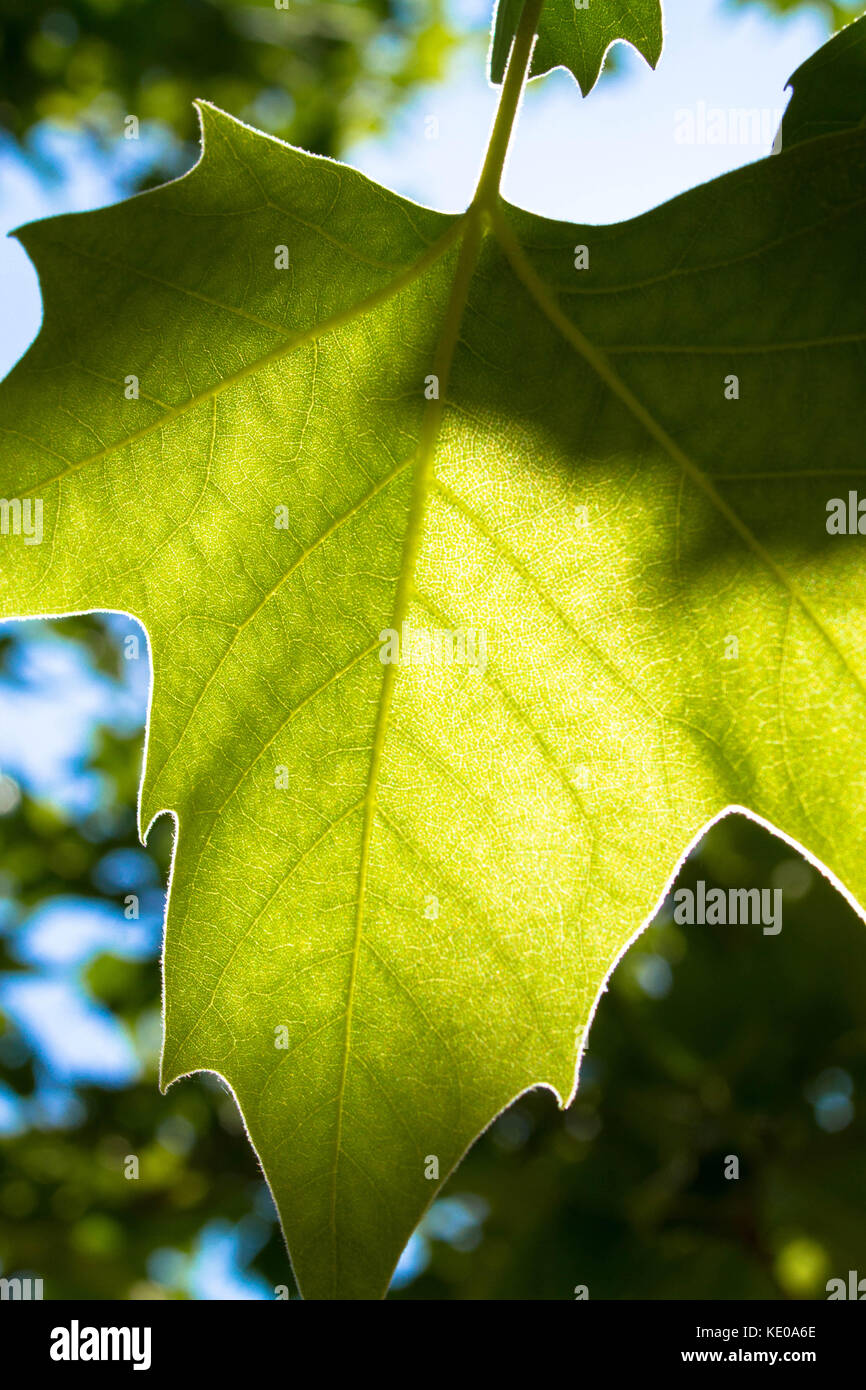 Details of plane tree leaves in backlight Stock Photo - Alamy