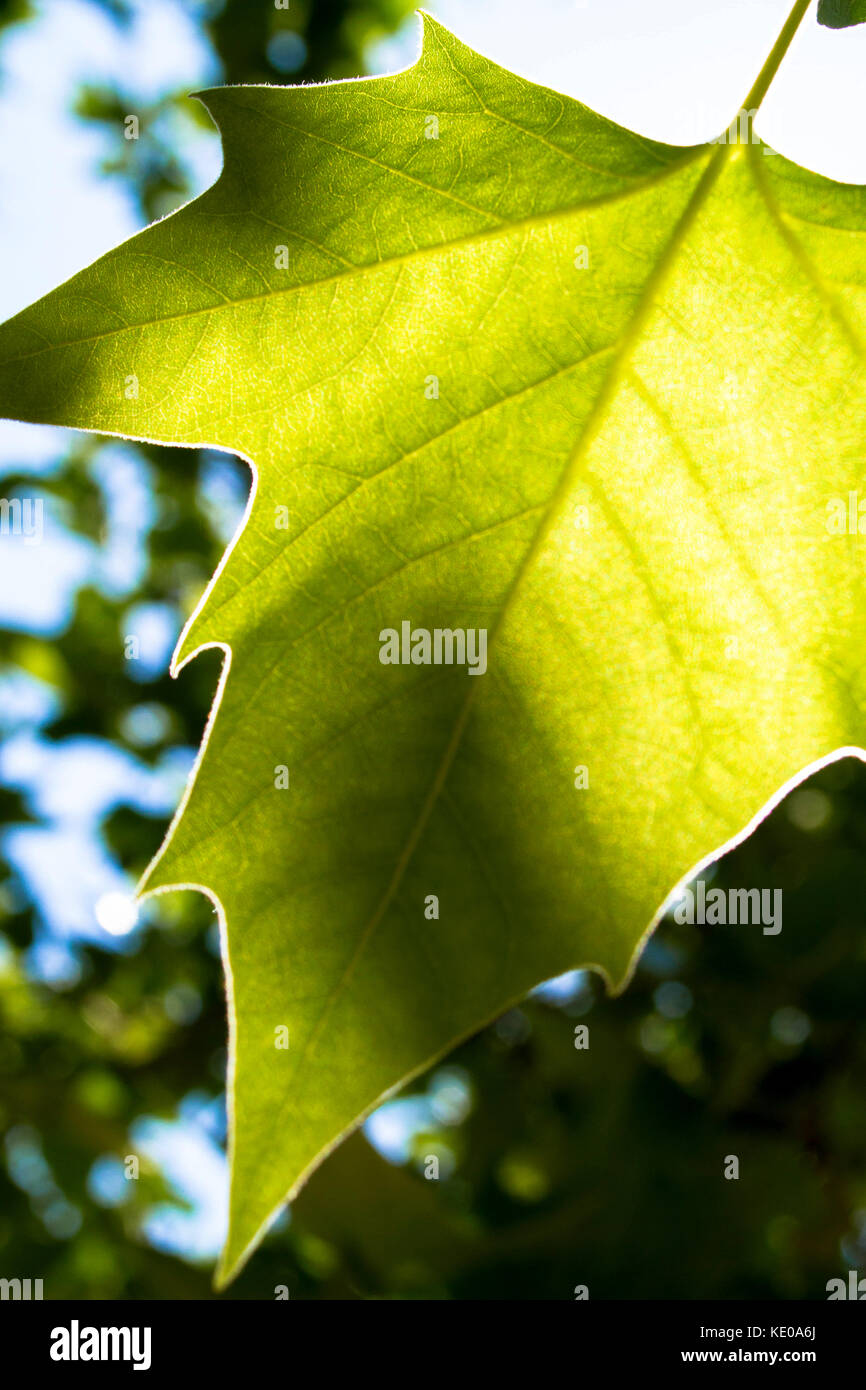 Details of plane tree leaves in backlight Stock Photo - Alamy