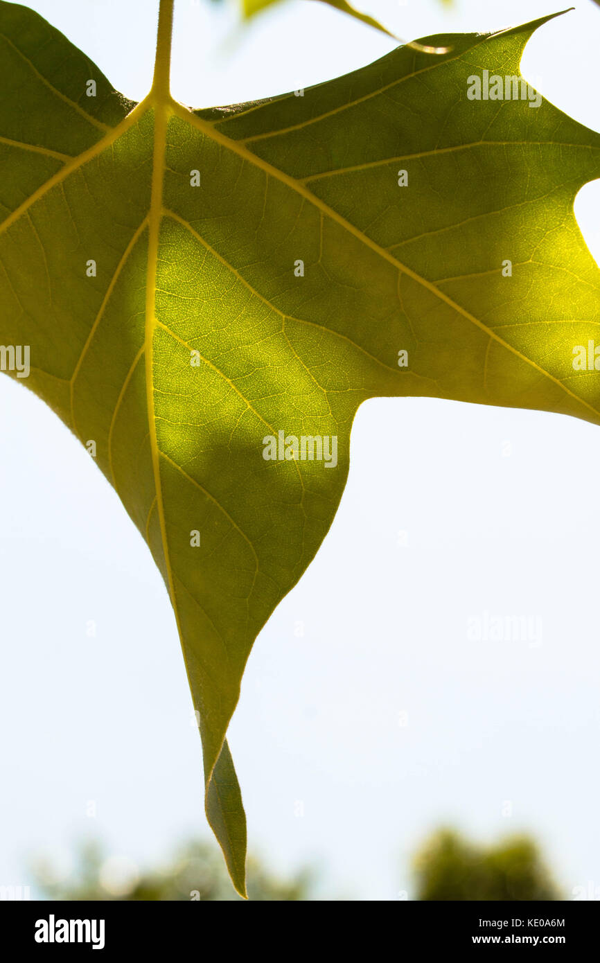 Details of plane tree leaves in backlight Stock Photo - Alamy