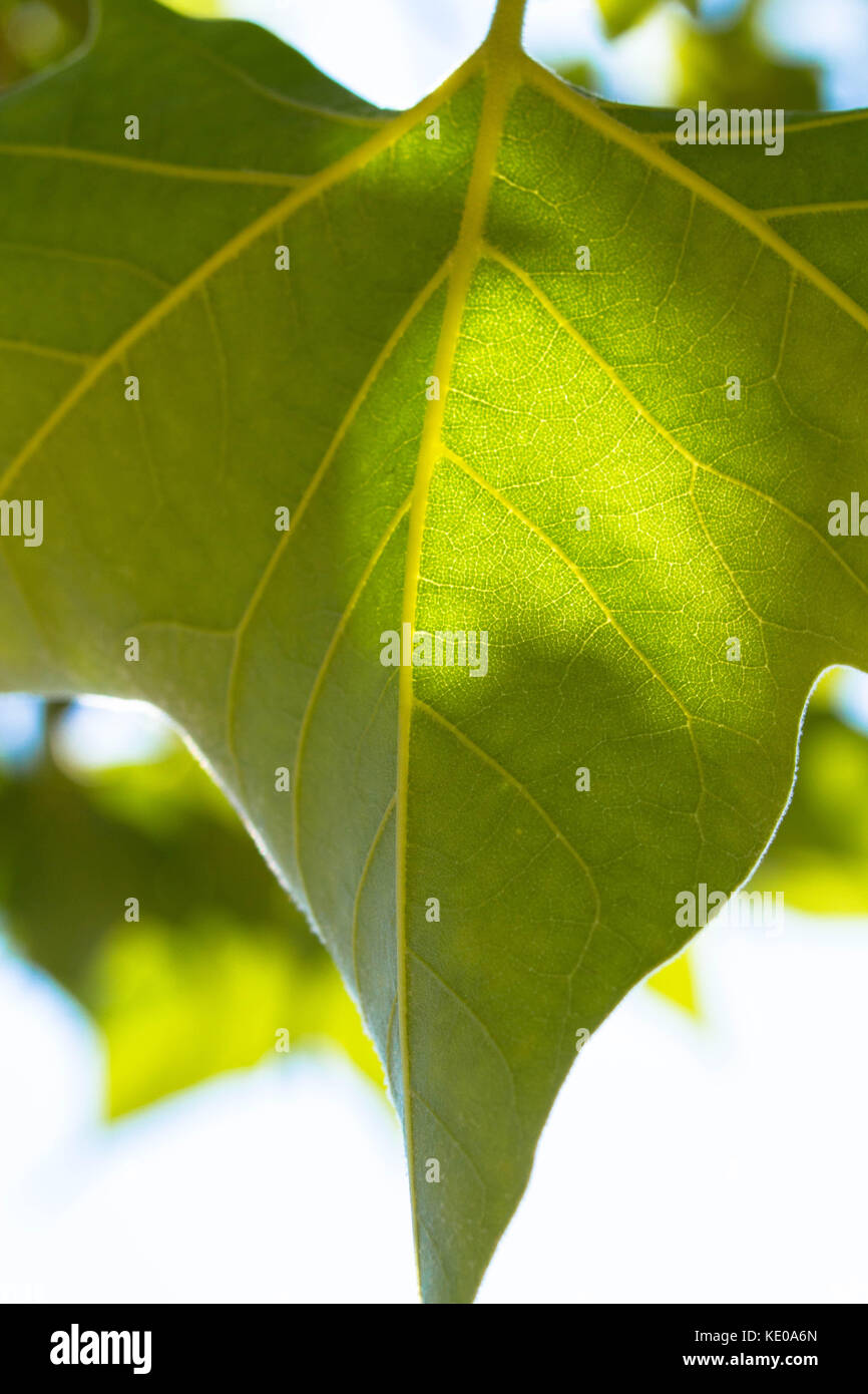 Details of plane tree leaves in backlight Stock Photo - Alamy