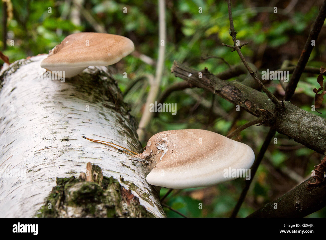 Wonders of the autumn forest, very beautiful landscape birch tree ...