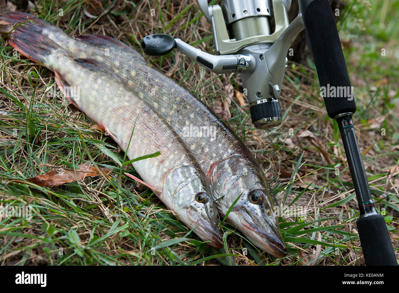 Rod And Reel For Northern Pike Fishing at Frank Ray blog