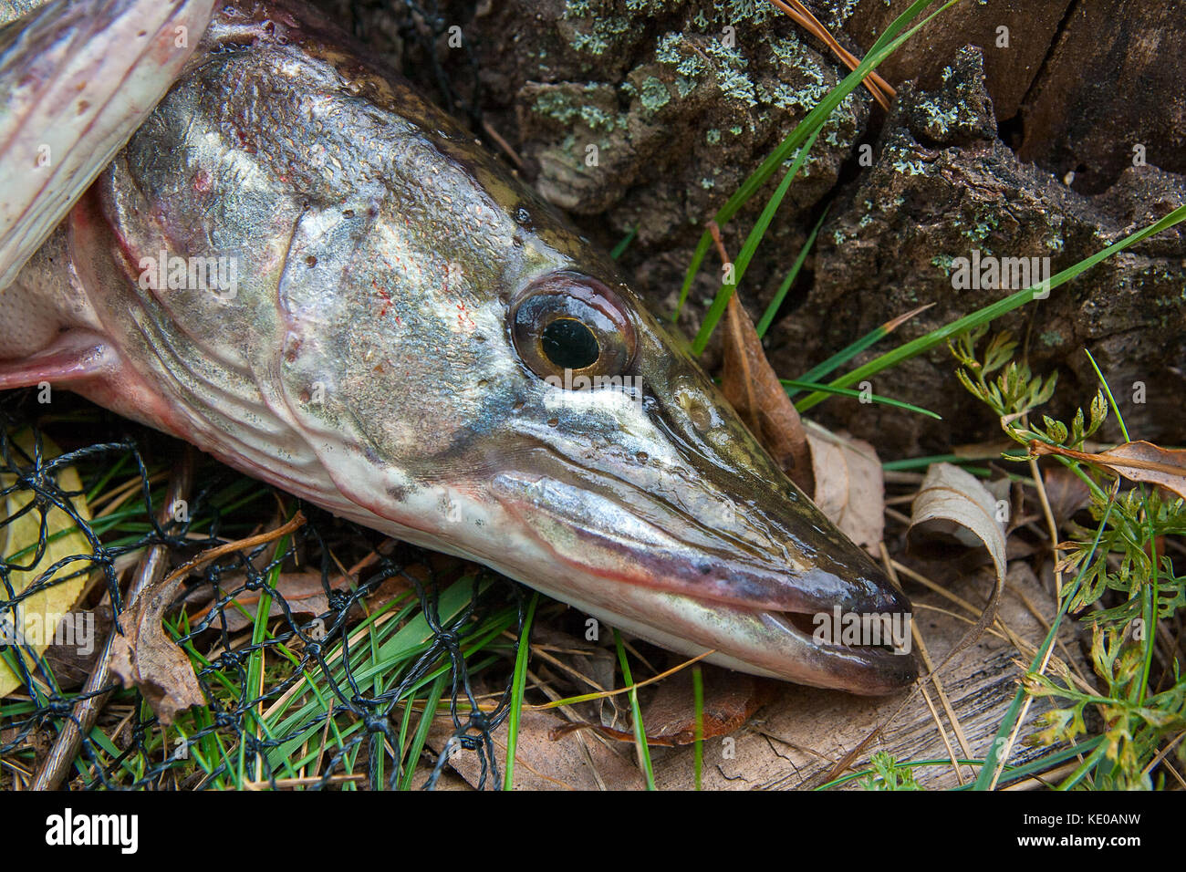 Freshwater Northern pike fish know as Esox Lucius lying on landing net ...