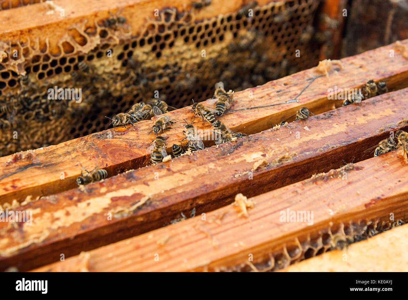 Close up view of the opened hive body showing the frames populated by ...
