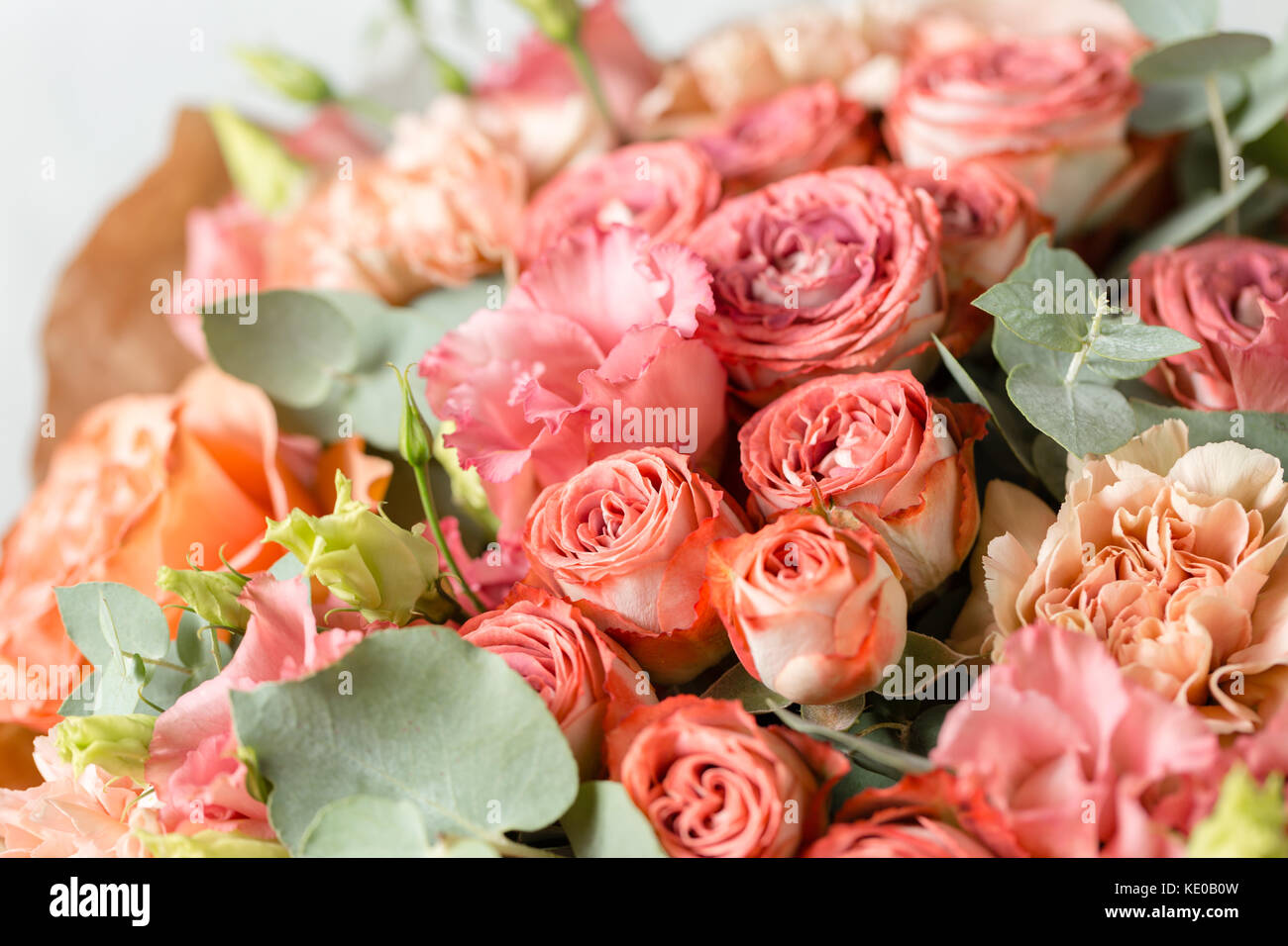 Powdery pink color. Flower branch rose, Buds, close-up Stock Photo - Alamy