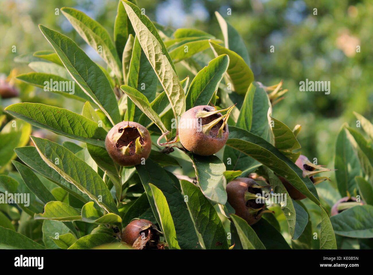 Common medlars hi-res stock photography and images - Alamy