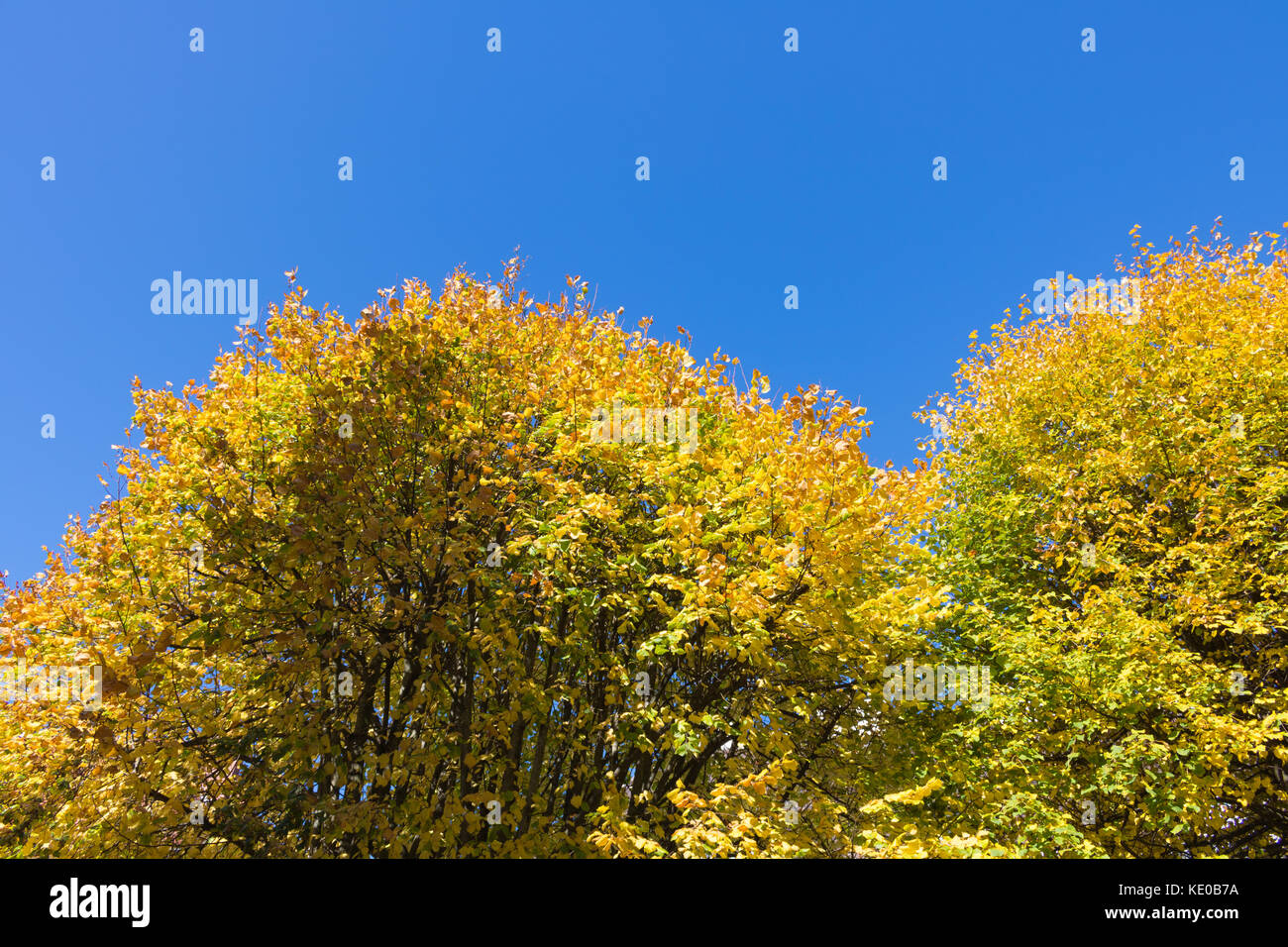 Autumn landscape. Autumn tree leaves sky background. Sun and blue sky ...