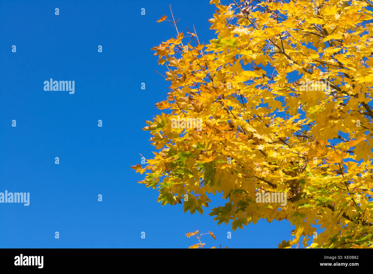 Autumn landscape. Autumn tree leaves sky background. Sun and blue sky ...