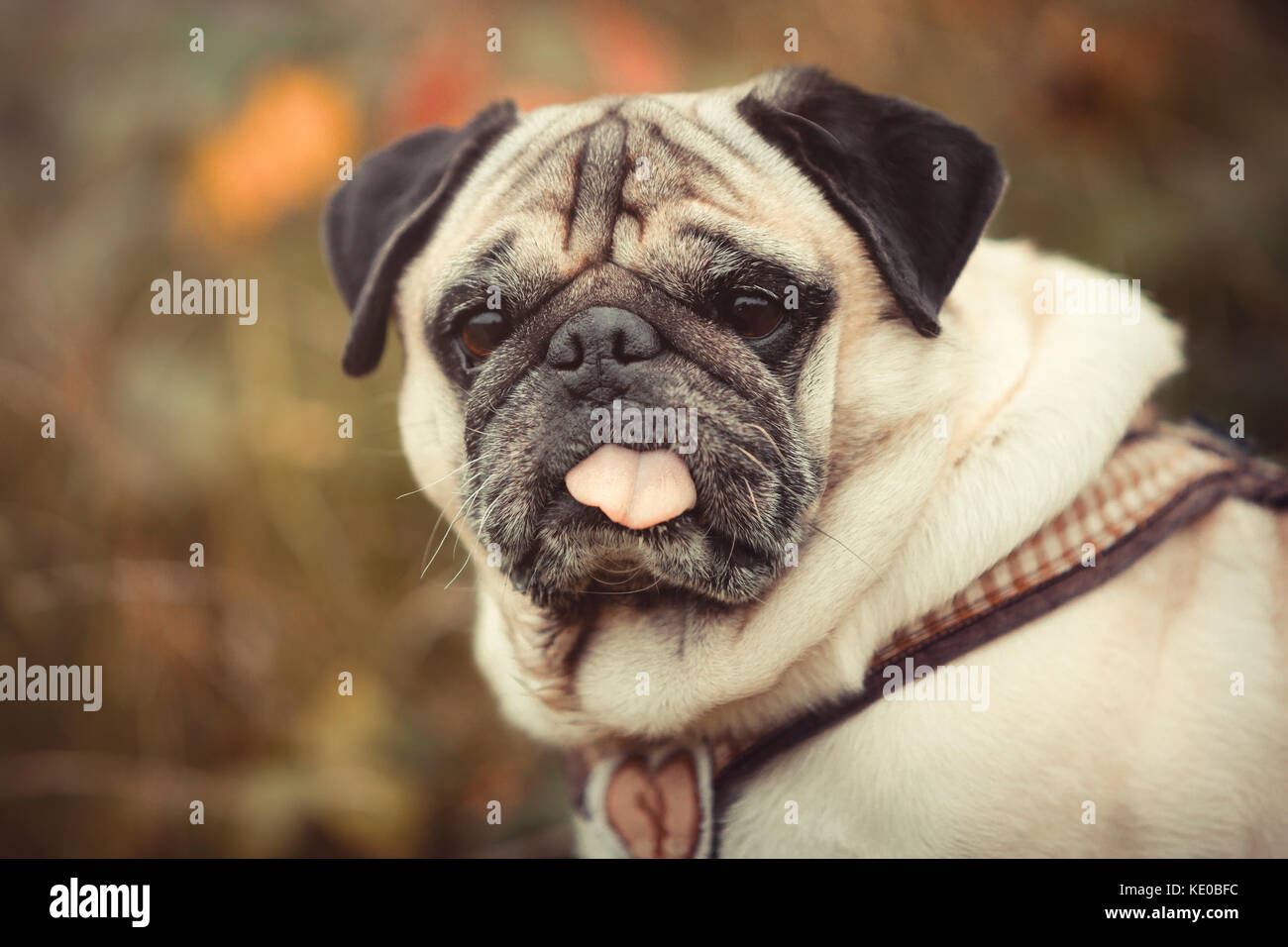 Portrait of a Pug dog outdoors in autumnal landscape Stock Photo - Alamy