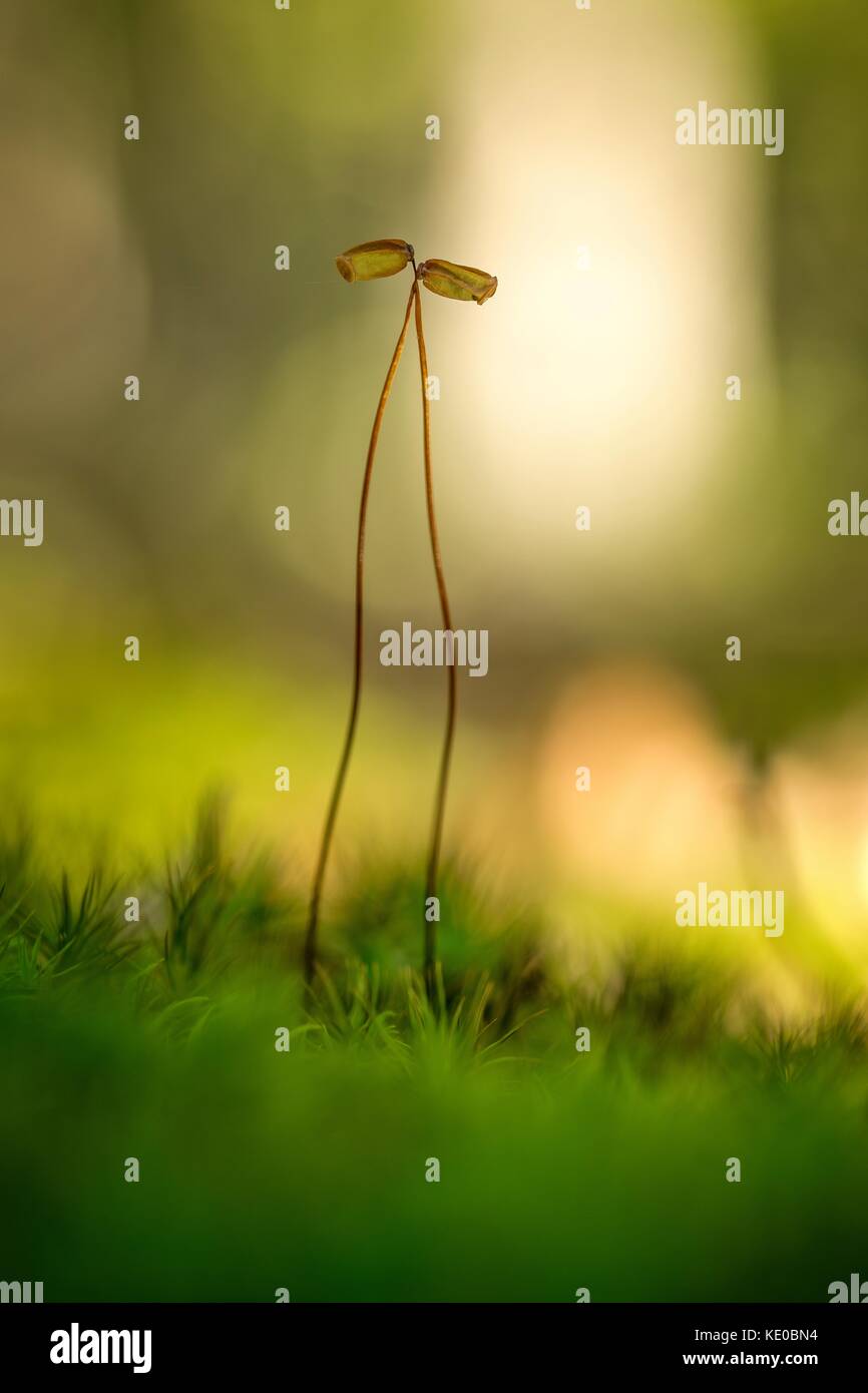 Close up of beautiful moss Stock Photo - Alamy