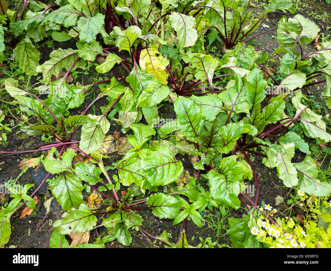 beetroot growing in a kitchen garden Stock Photo - Alamy
