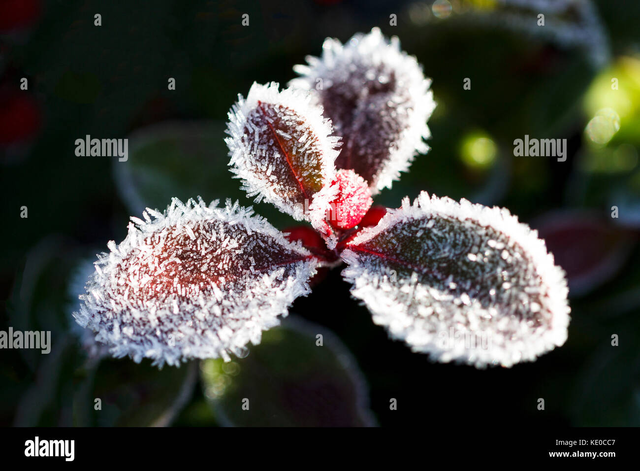 icy winter scene Stock Photo - Alamy