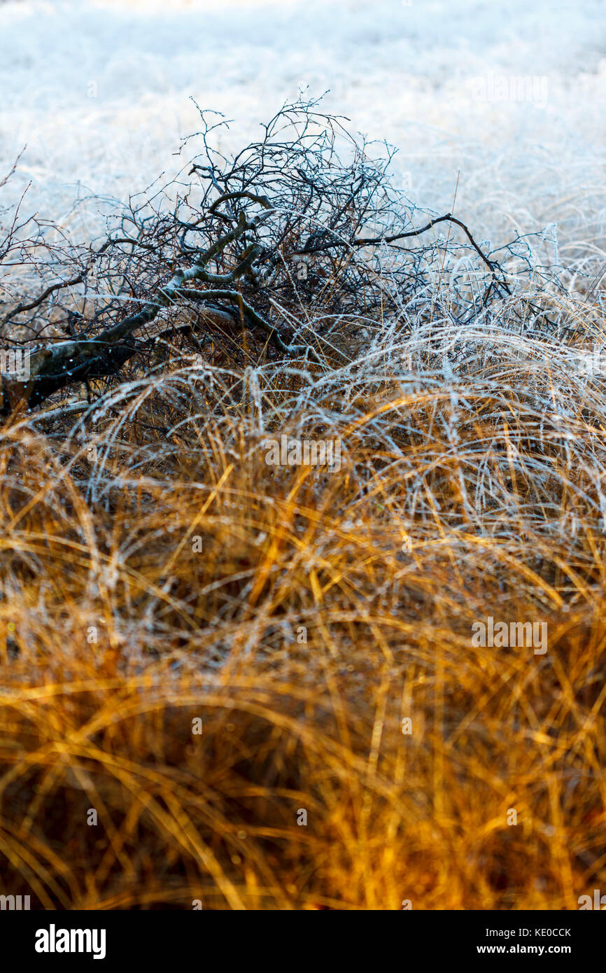 icy winter scene Stock Photo - Alamy