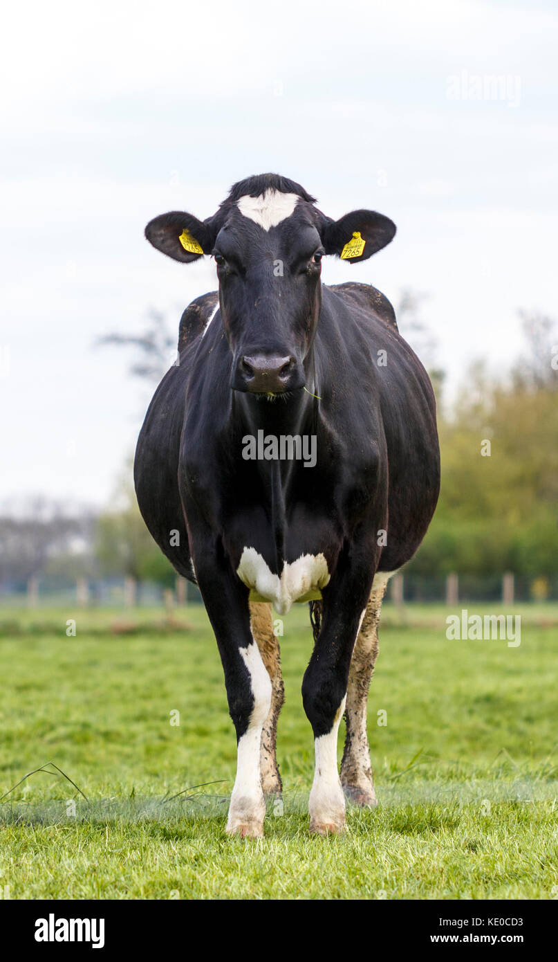 Milkcows hi-res stock photography and images - Alamy