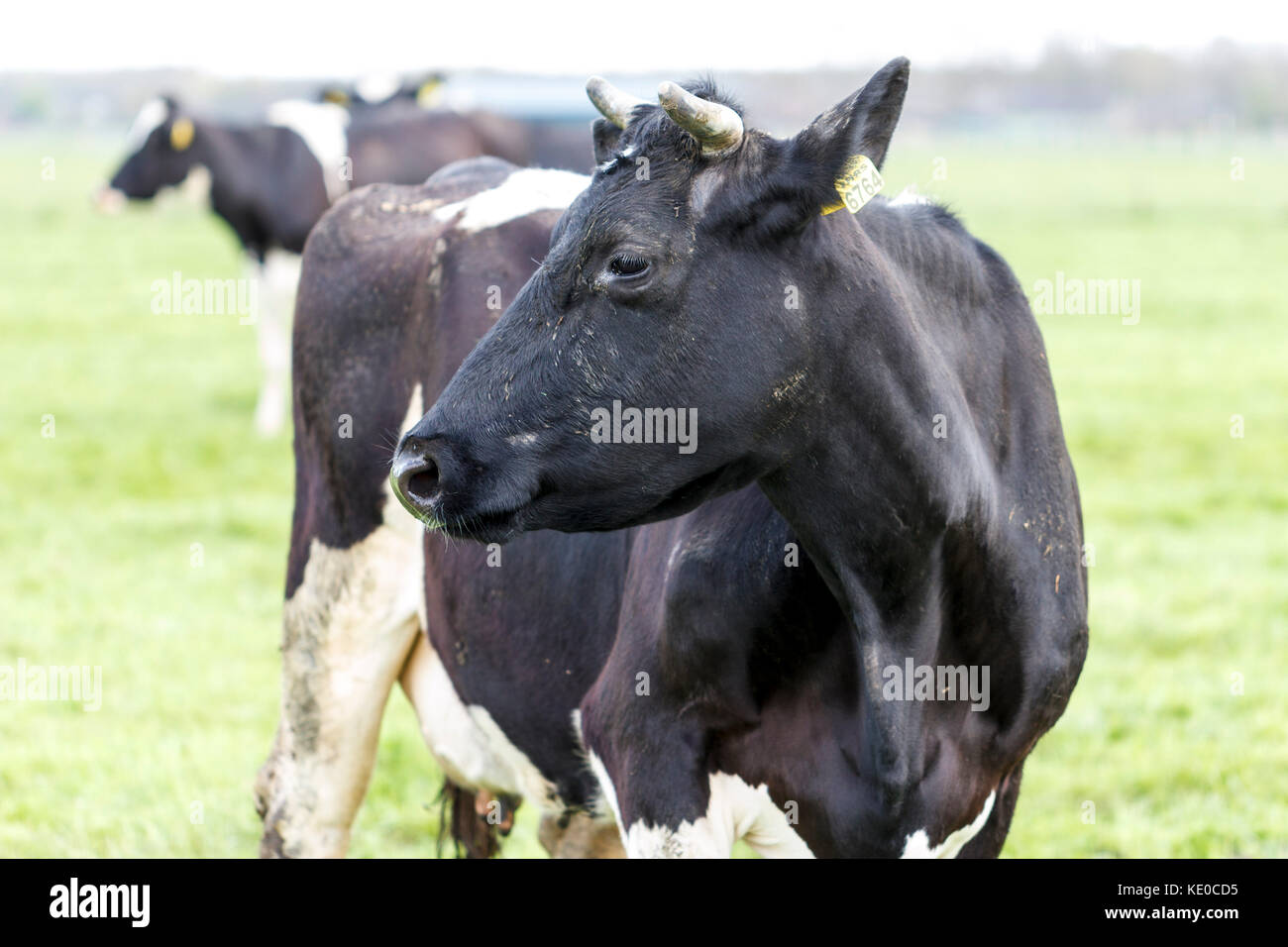 Milkcow hi-res stock photography and images - Alamy