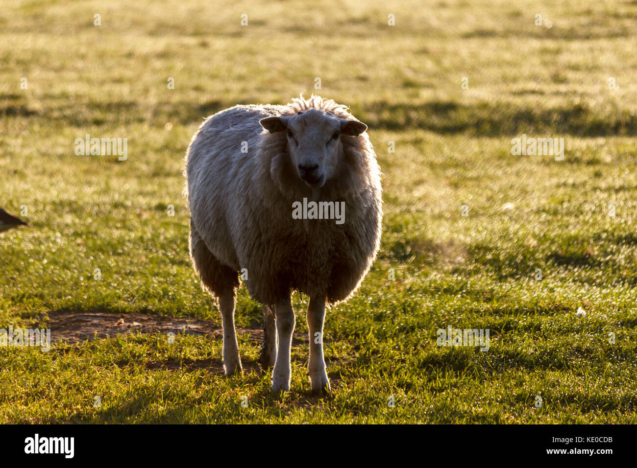 Misty eyes hi-res stock photography and images - Alamy
