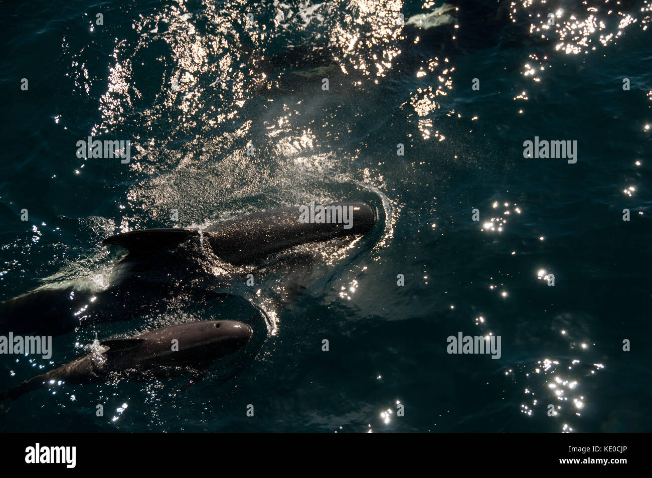 Long-finned Pilot Whales Stock Photo - Alamy