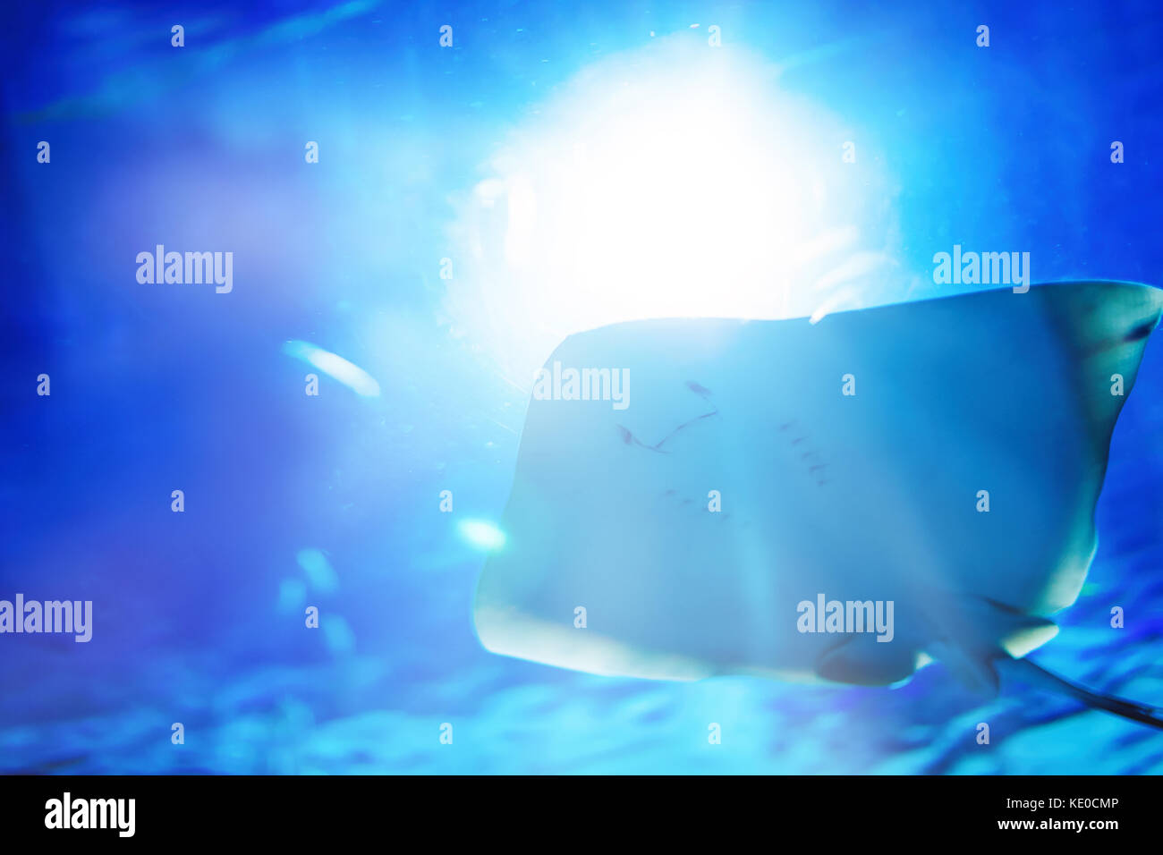 Ray Fish Face High Resolution Stock Photography and Images - Alamy
