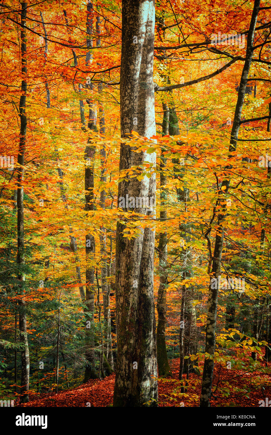 Vertical Autumn Background