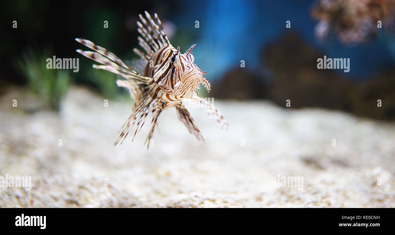 Portrait of beautiful venomous lion fish in aquarium Stock Photo - Alamy