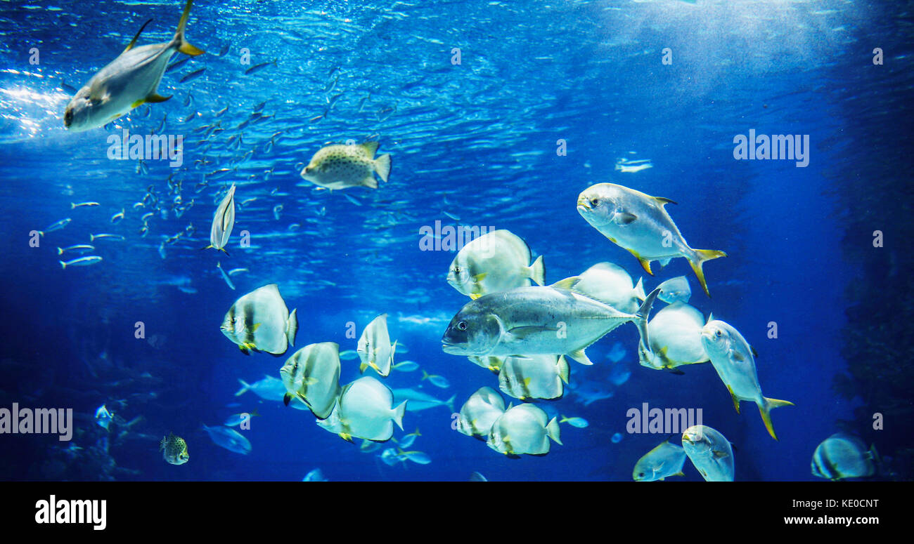 Picture of group of fish swimming underwater Stock Photo - Alamy