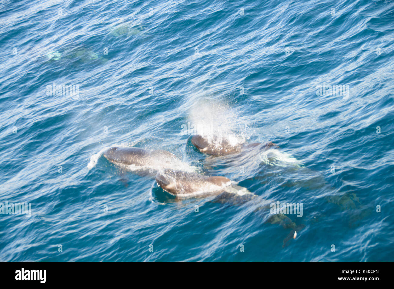 Long-finned Pilot Whales Stock Photo - Alamy